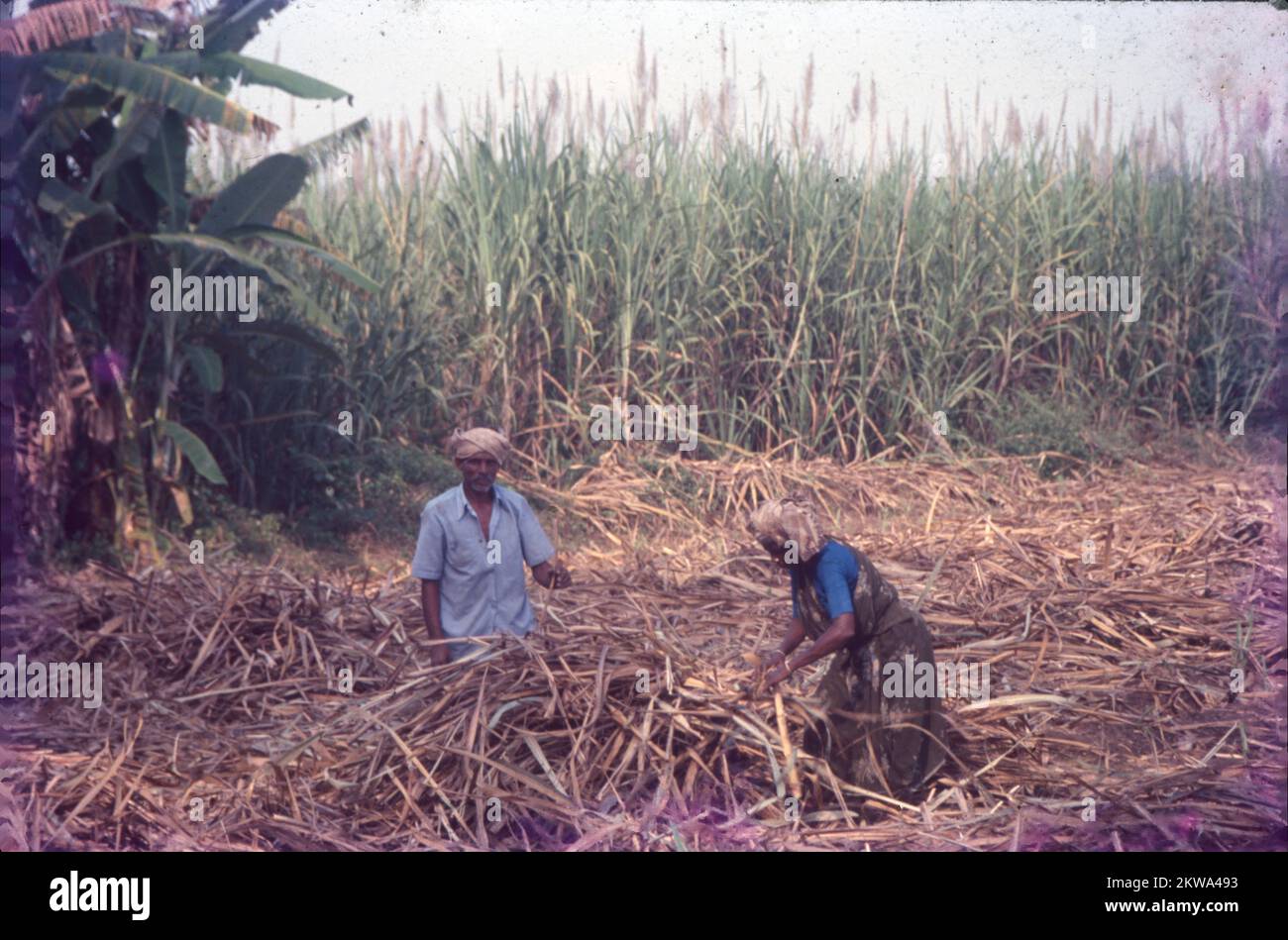 Sugarcane or sugar cane is a species of tall, perennial grass that is ...