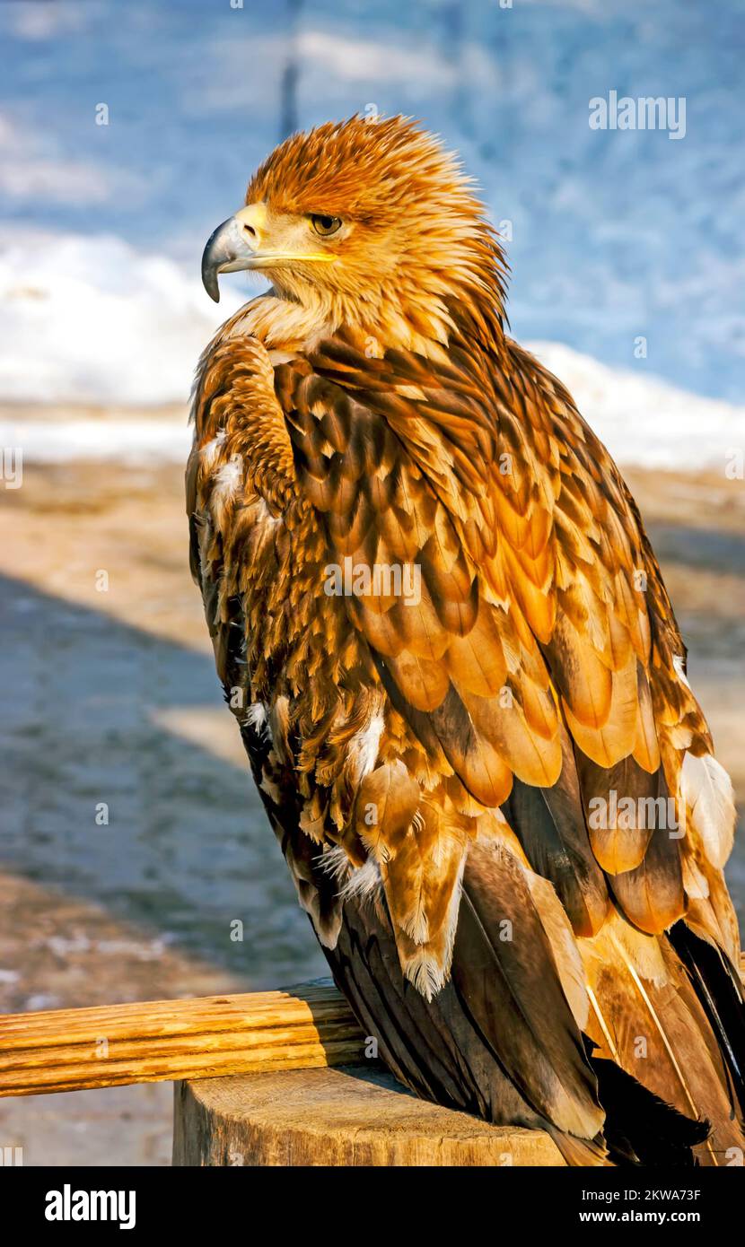 Golden eagle profile close up Stock Photo - Alamy