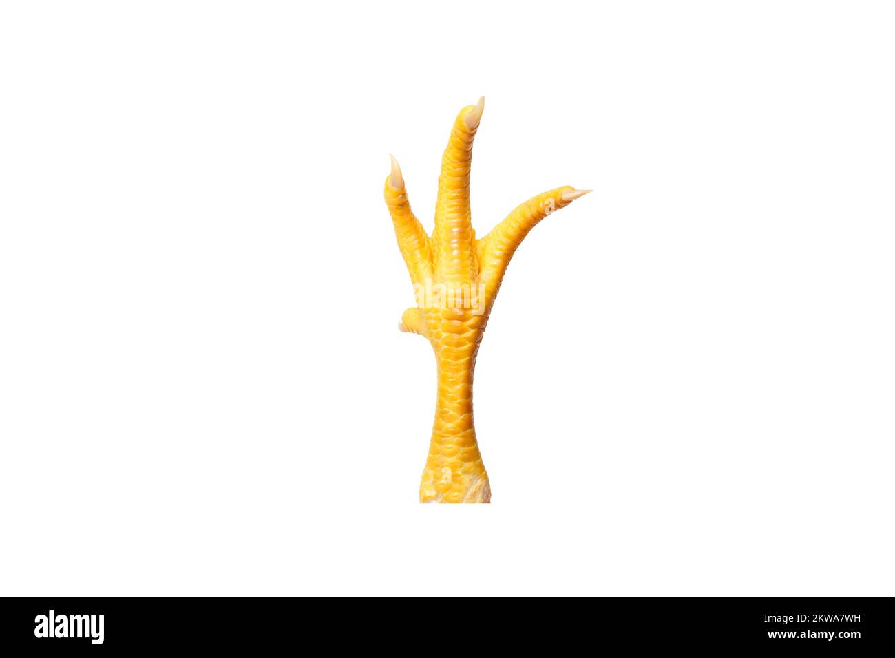Yellow chicken paw with fingernails isolated on white Stock Photo - Alamy