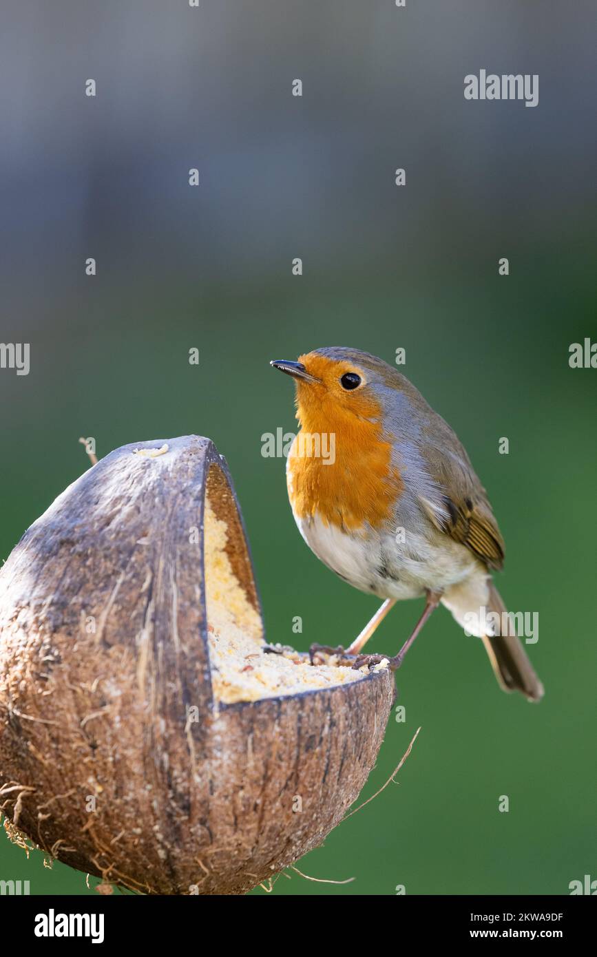 Fat robin hi-res stock photography and images - Alamy