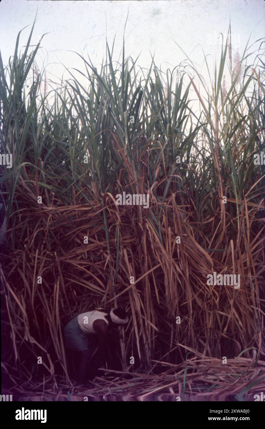 Sugarcane or sugar cane is a species of tall, perennial grass that is ...