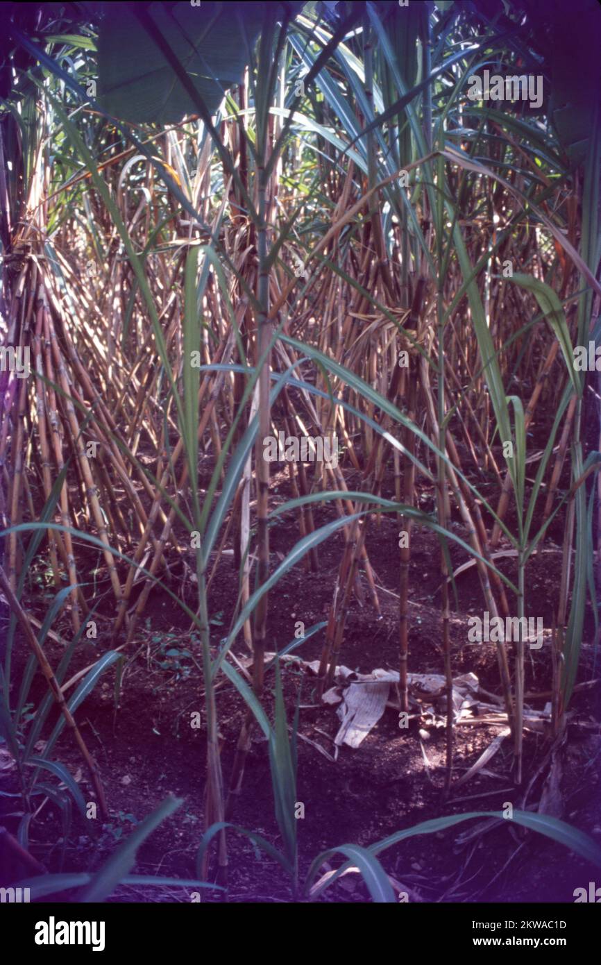 Sugarcane or sugar cane is a species of tall, perennial grass that is ...