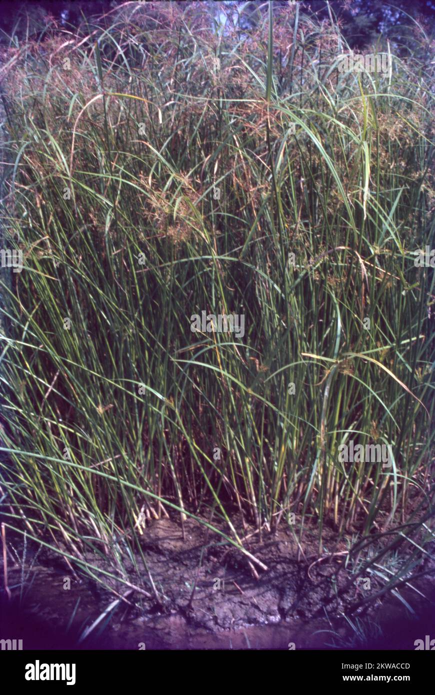 Sugarcane or sugar cane is a species of tall, perennial grass that is ...