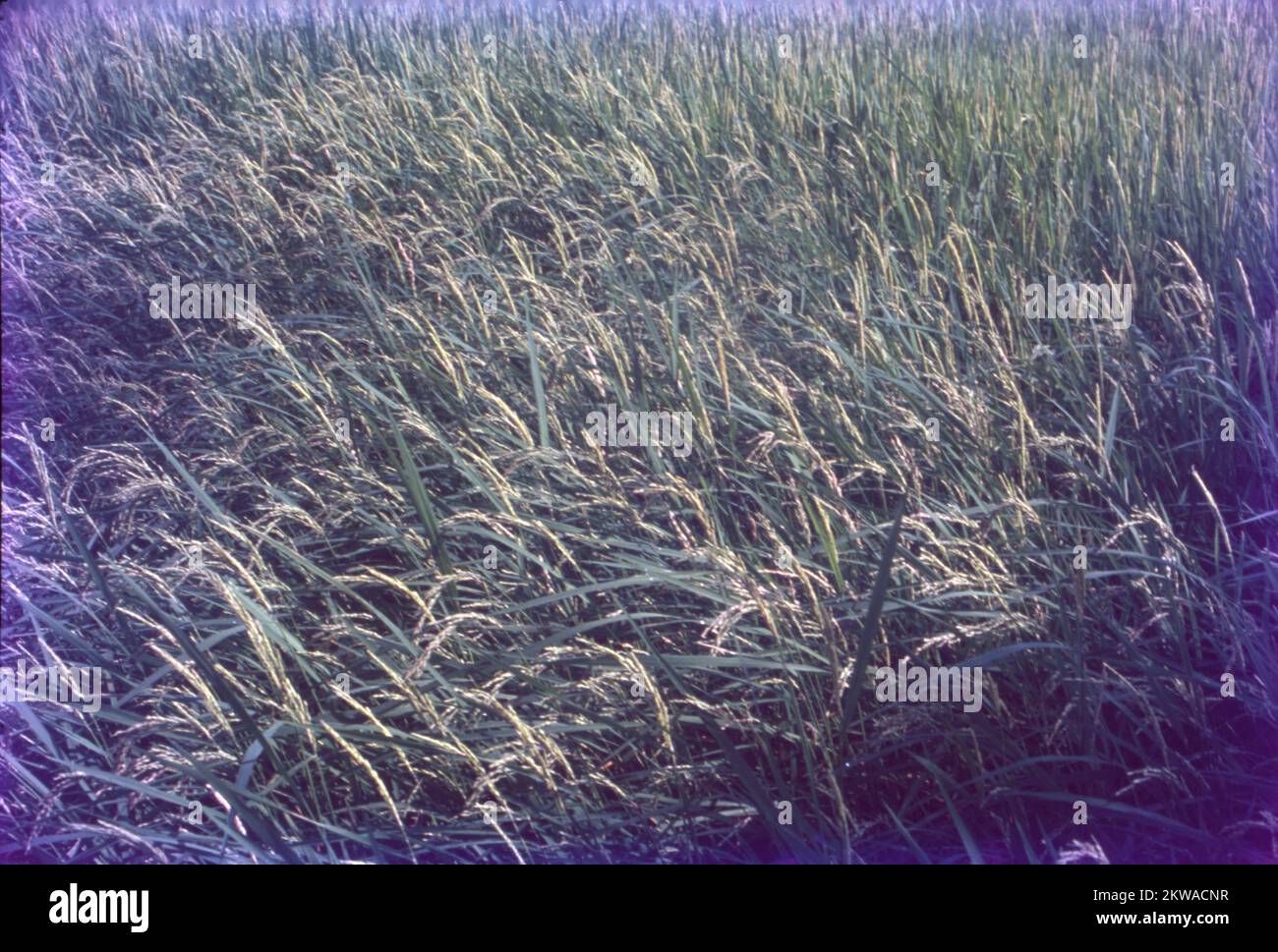Oryza sativa, commonly known as Asian rice or indica rice, is the plant ...