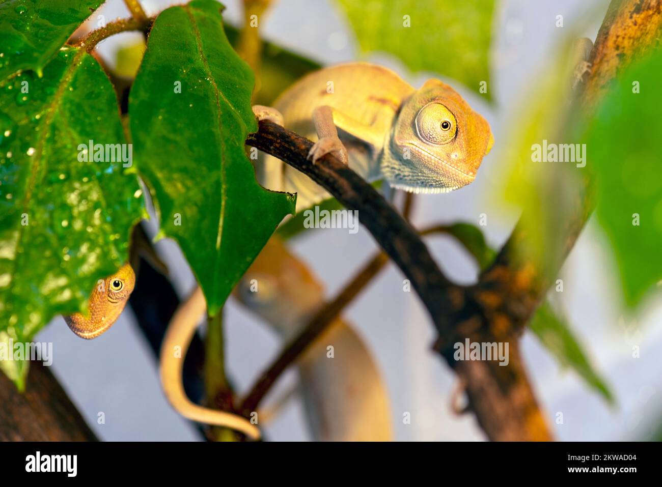 Chameleons scales hi-res stock photography and images - Alamy