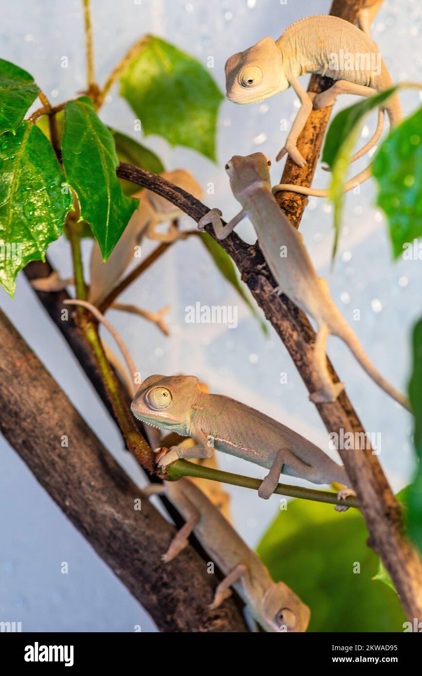 Desert chameleons hi-res stock photography and images - Alamy