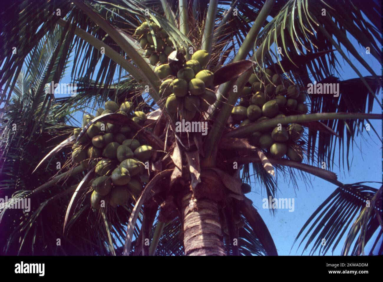 A coconut is the edible fruit of the coconut palm (Cocos nucifera), a ...
