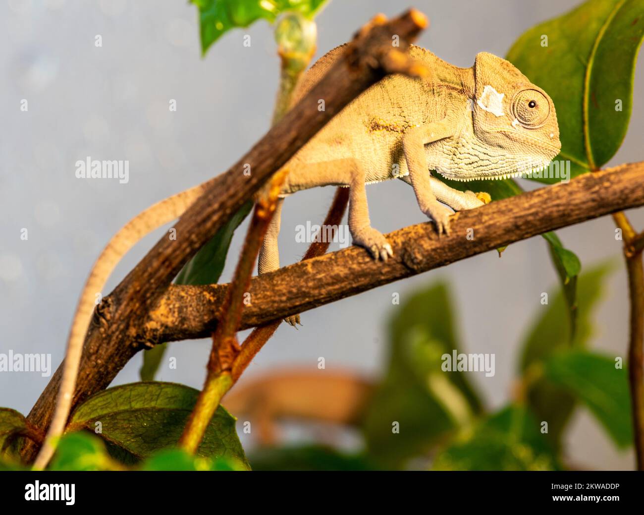 Desert chameleons hi-res stock photography and images - Alamy