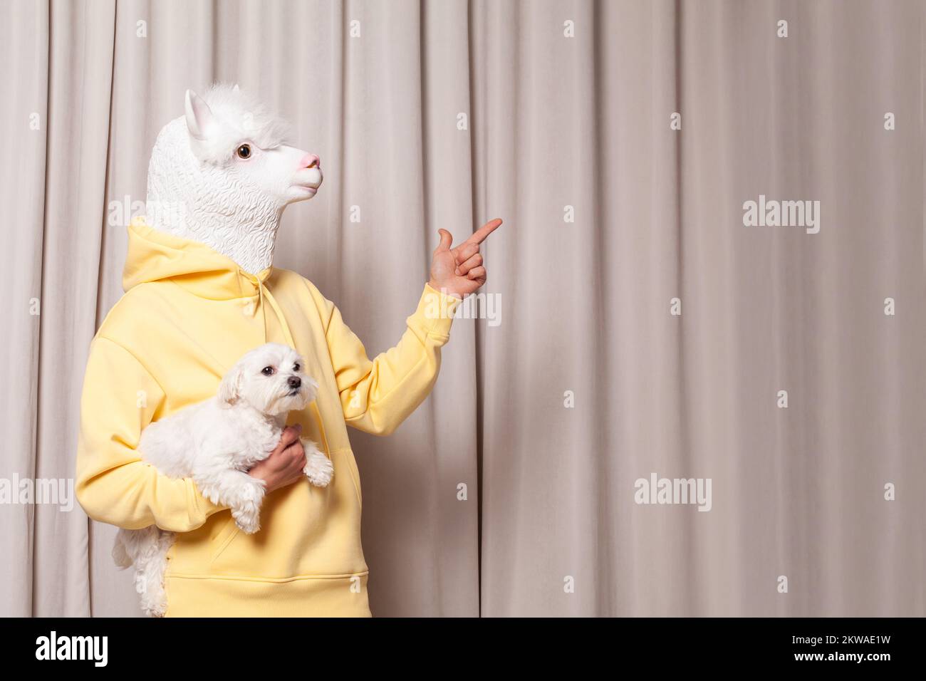 Creative lama person in yellow hoodie holding little white dog and ...