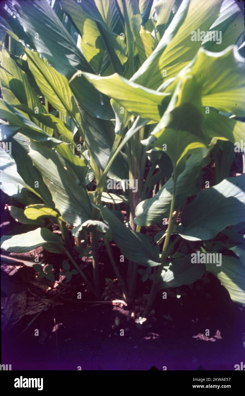 Turmeric is a flowering plant, Curcuma longa, of the ginger family ...