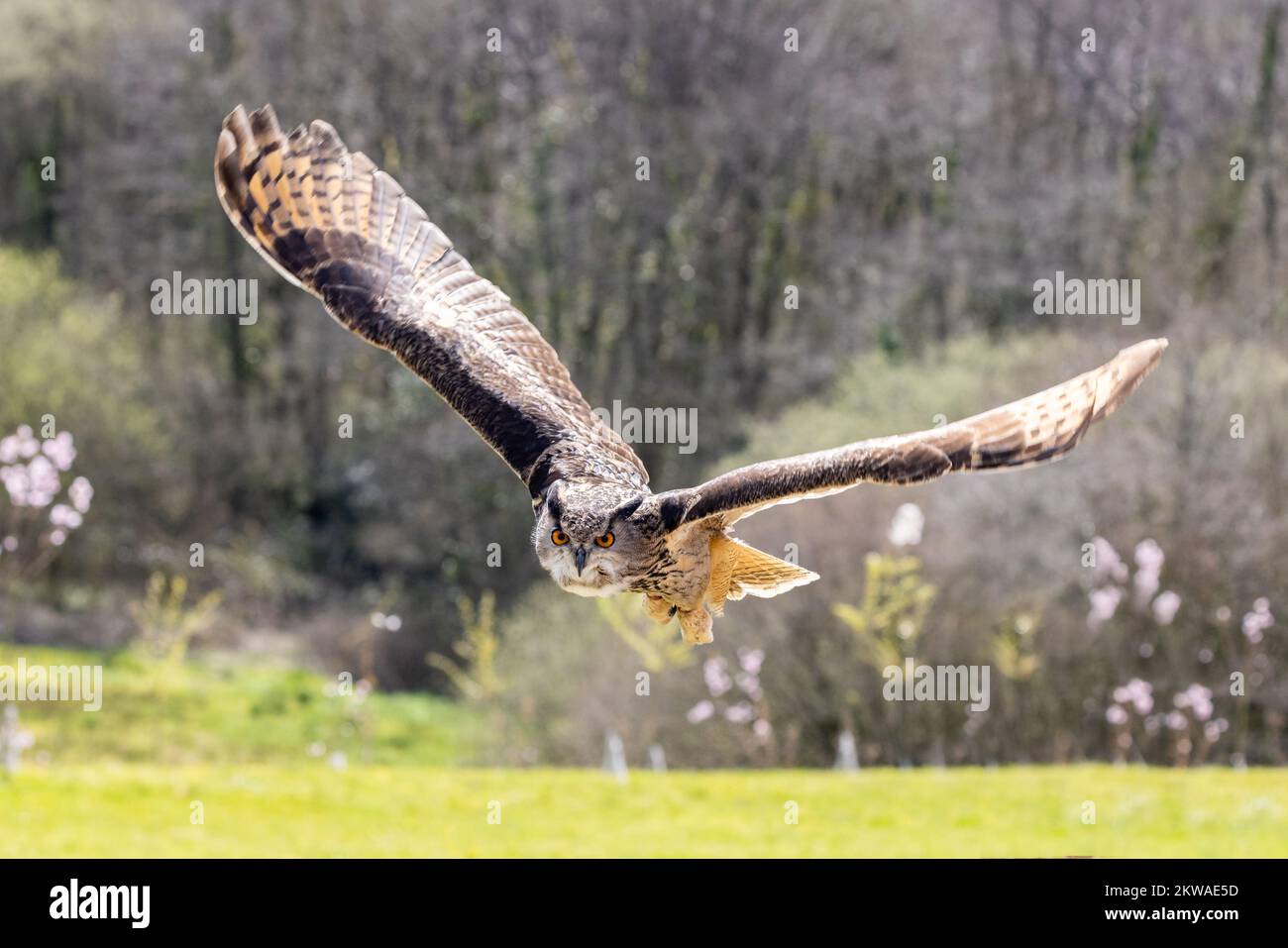 European eagle Owl [ Bubo bubo ] captive bird flying against distant ...