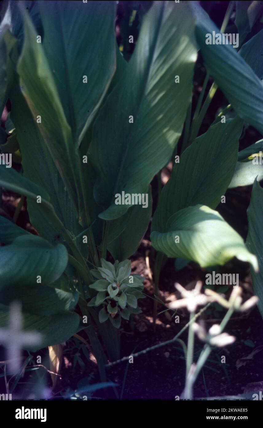 Turmeric is a flowering plant, Curcuma longa, of the ginger family ...