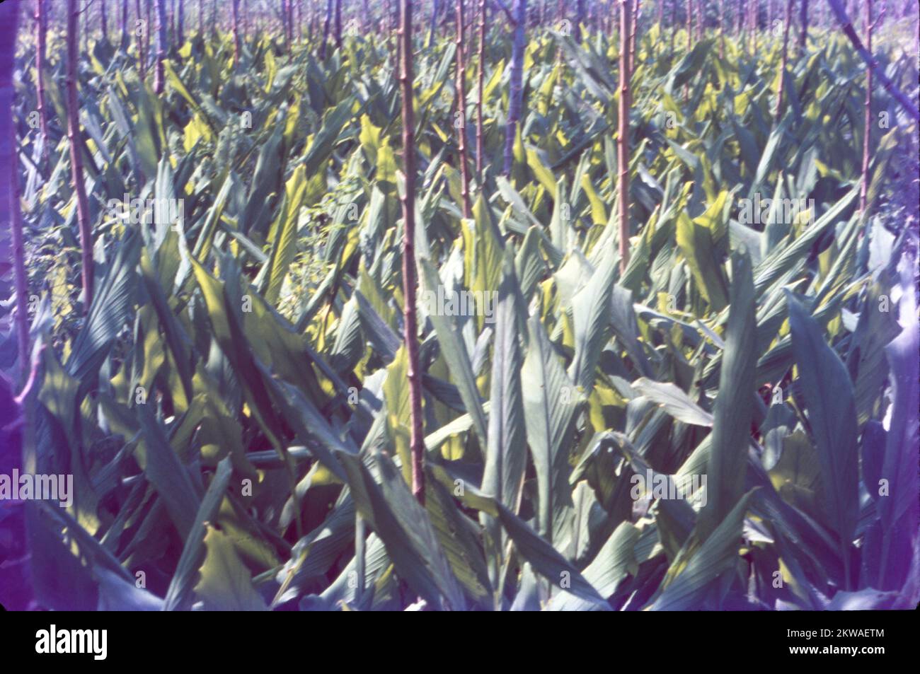 Turmeric is a flowering plant, Curcuma longa, of the ginger family ...