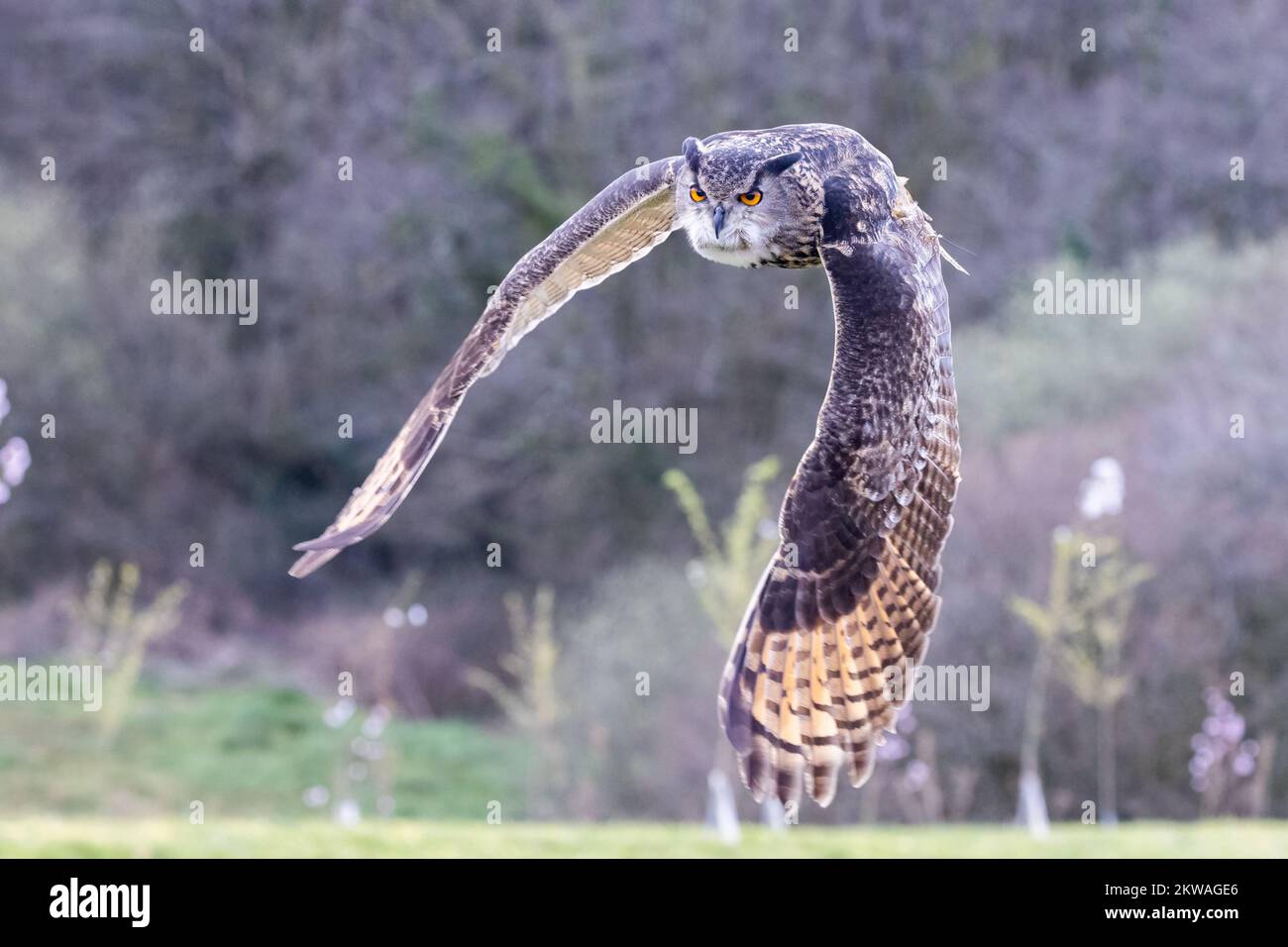 European eagle Owl [ Bubo bubo ] captive bird flying against distant ...