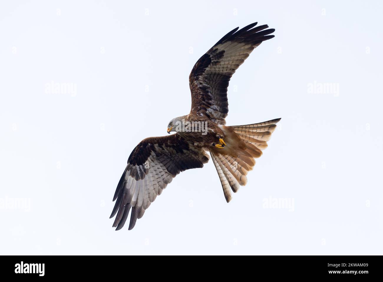 Red Kite [ Milvus milvus ] captive bird flying overhead against sky at ...