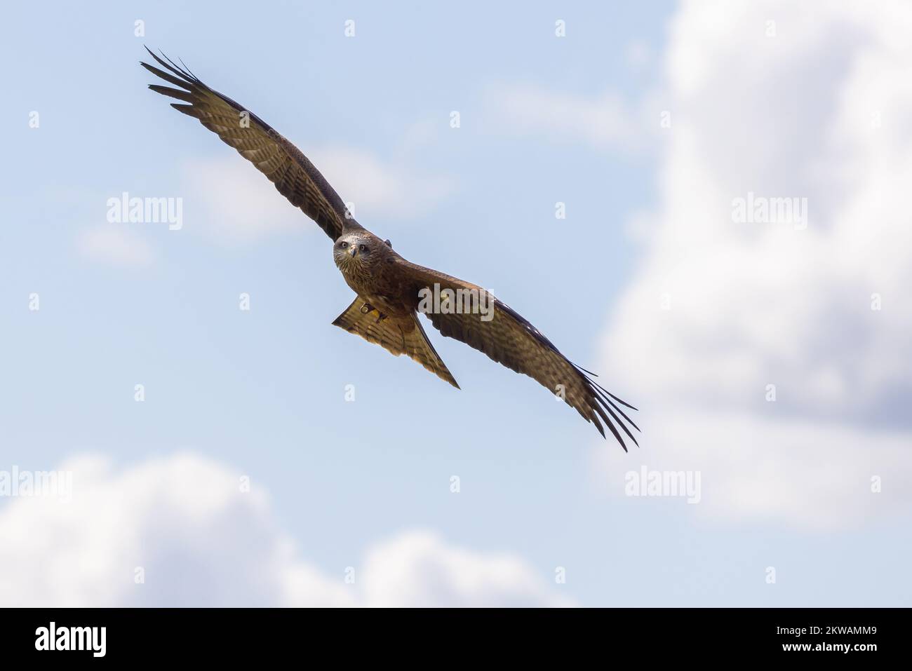 Red Kite [ Milvus milvus ] captive bird flying overhead against sky at ...