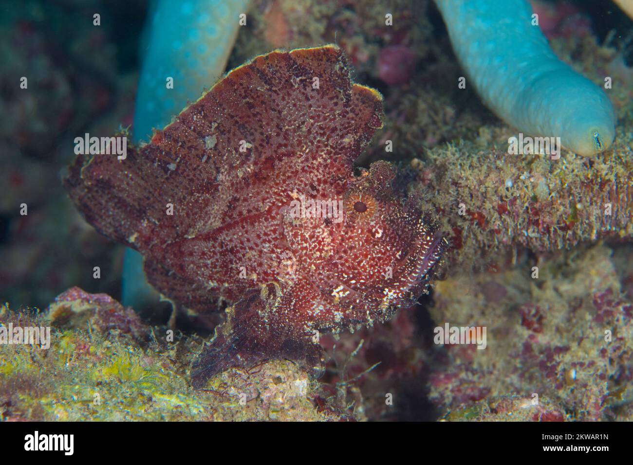 Colorful tropical Coral Reef fish in the Indo - Pacific ocean - The ...