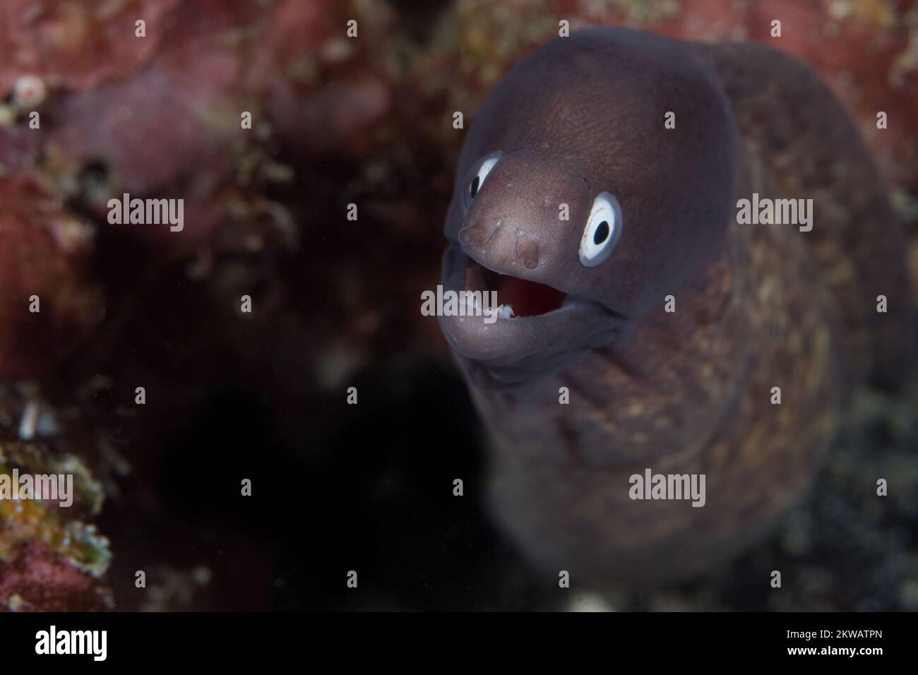 White eyeed moray eel on coral reef - Greyface moray eel - Gymnothorax ...