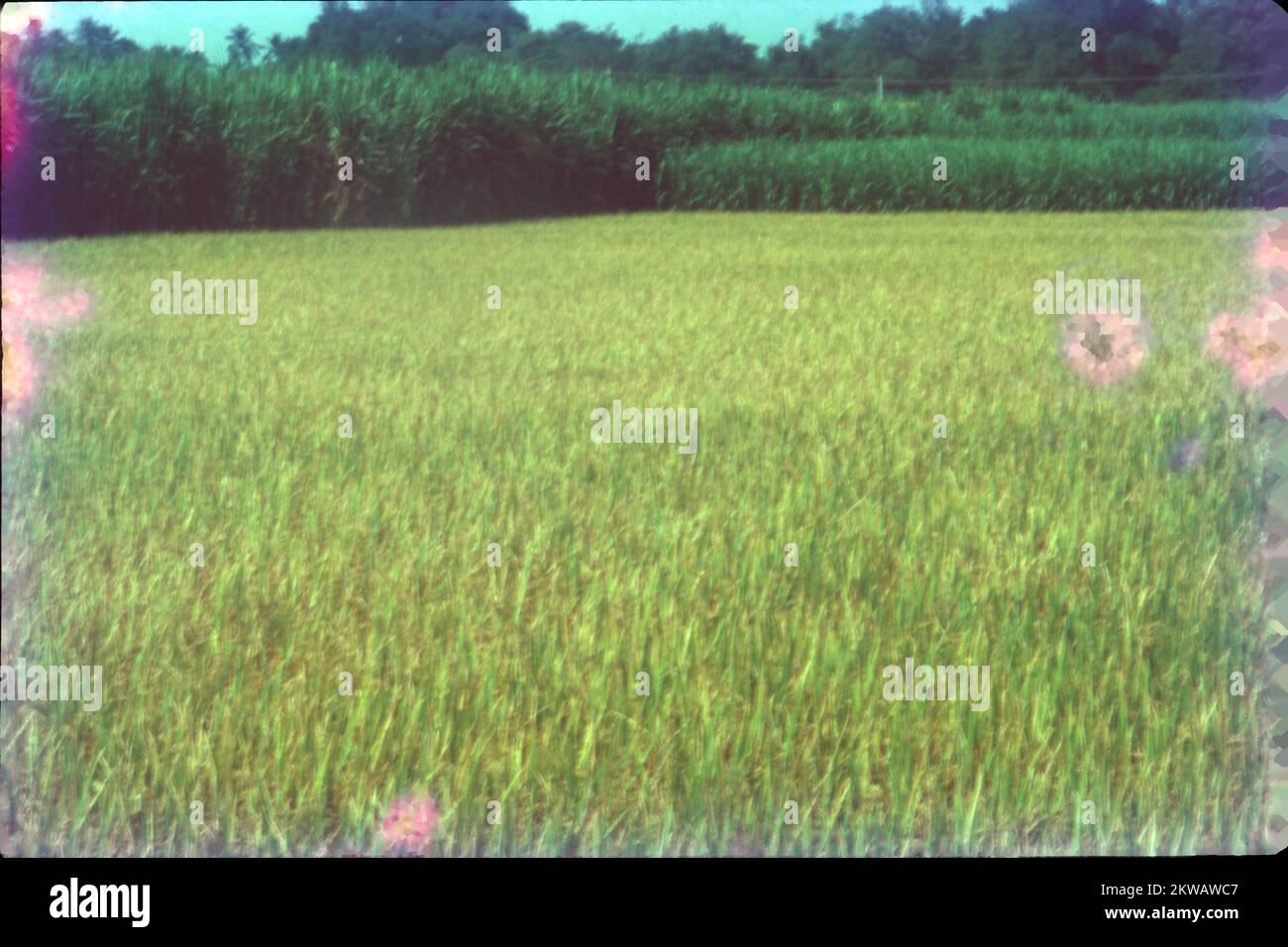 Oryza sativa, commonly known as Asian rice or indica rice, is the plant ...