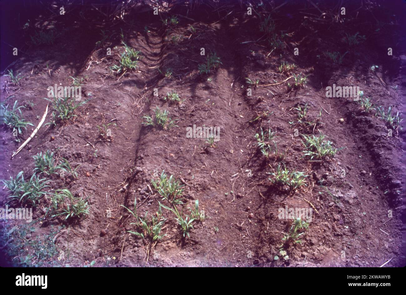 Sugarcane or sugar cane is a species of tall, perennial grass that is ...