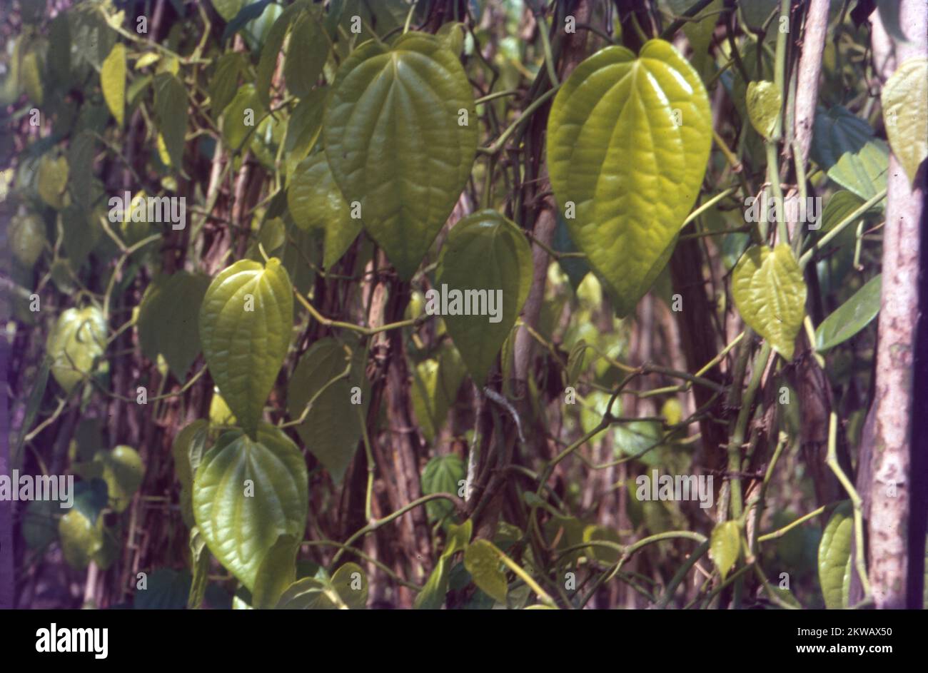 The betel is a vine of the family Piperaceae, which includes pepper and ...