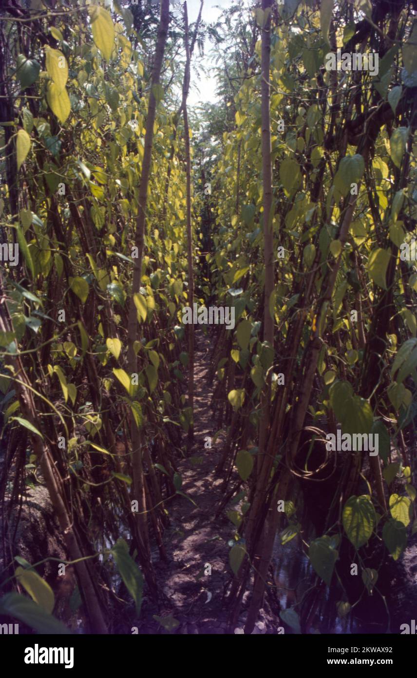 The betel is a vine of the family Piperaceae, which includes pepper and ...