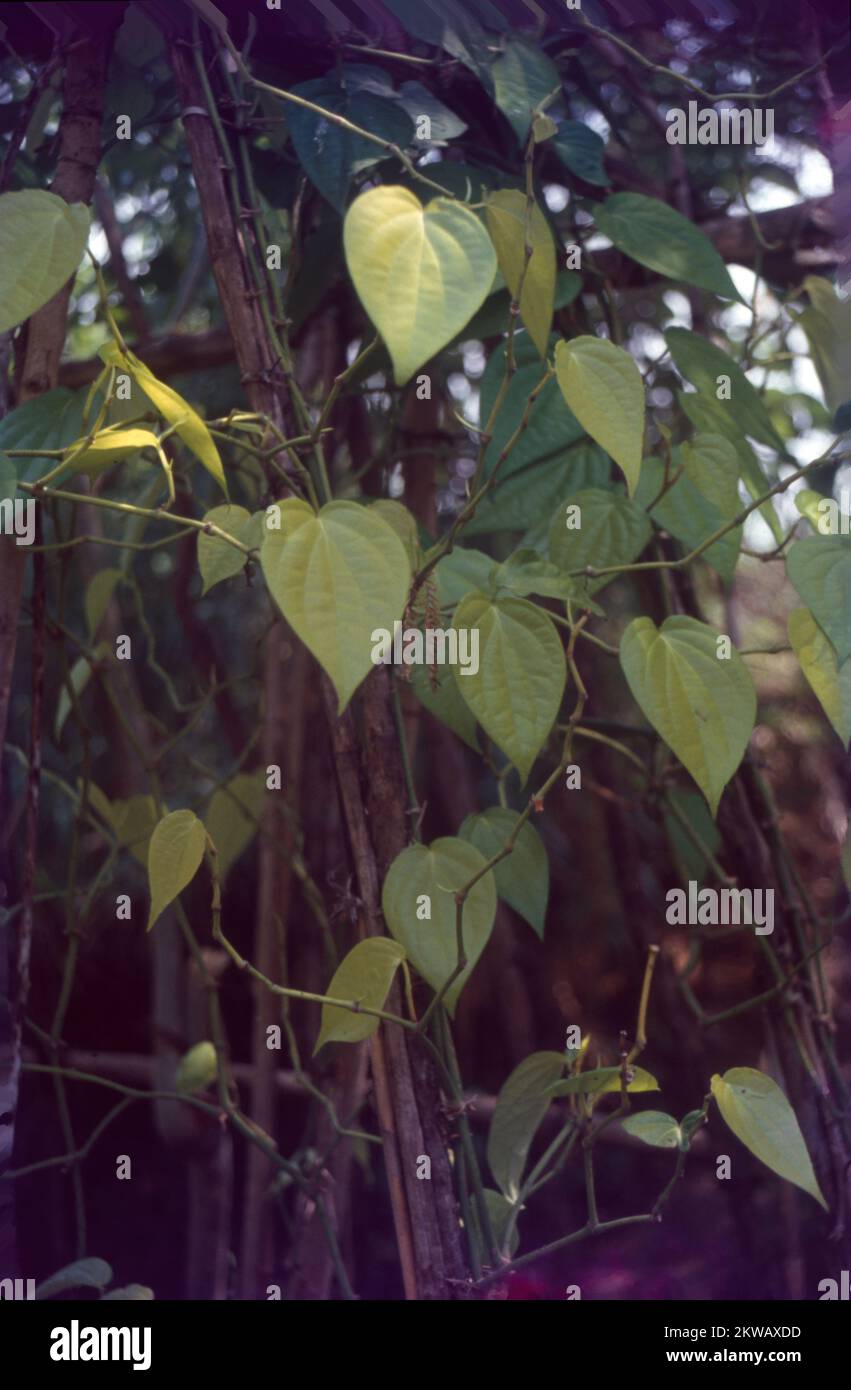 Betel leaf plantations hi-res stock photography and images - Alamy