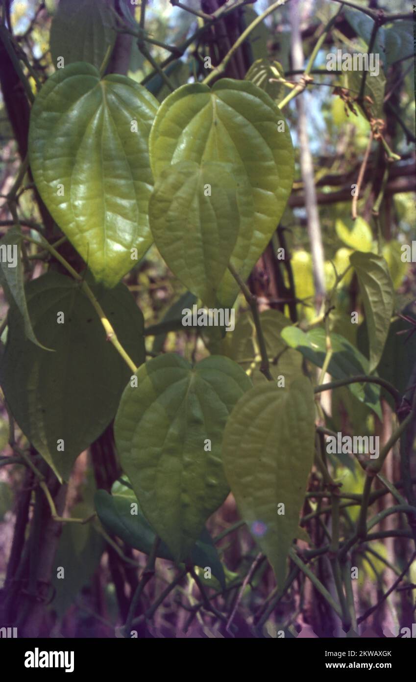 The betel is a vine of the family Piperaceae, which includes pepper and ...