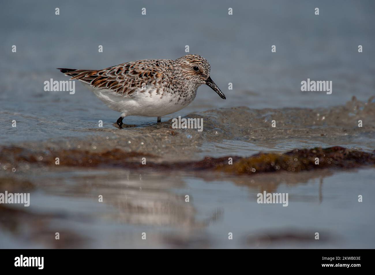 summer plumage Sanderling Calidris alba on the shore line on the ...