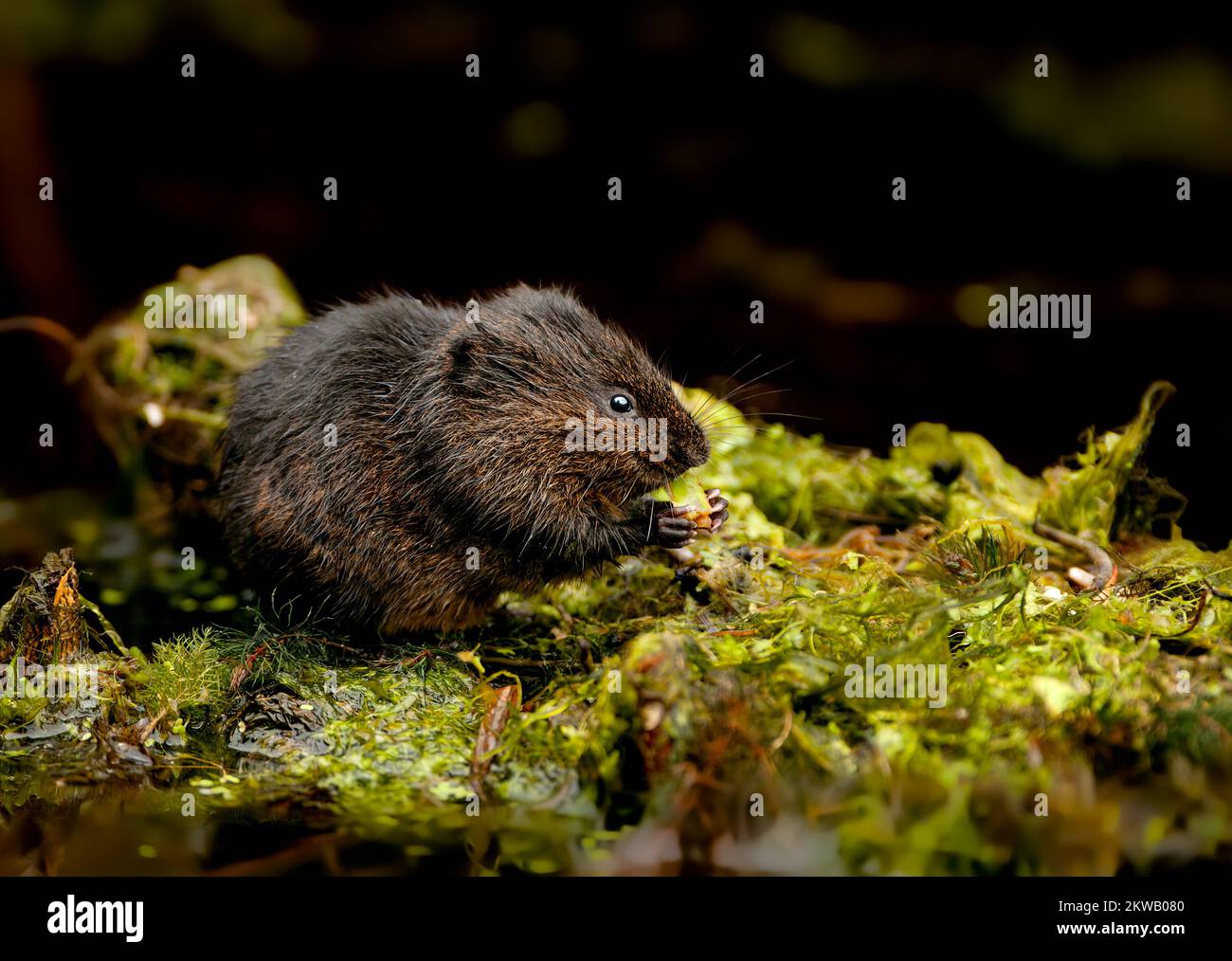 European Water Vole Arvicola amphibius seen feeding on vegetation at ...