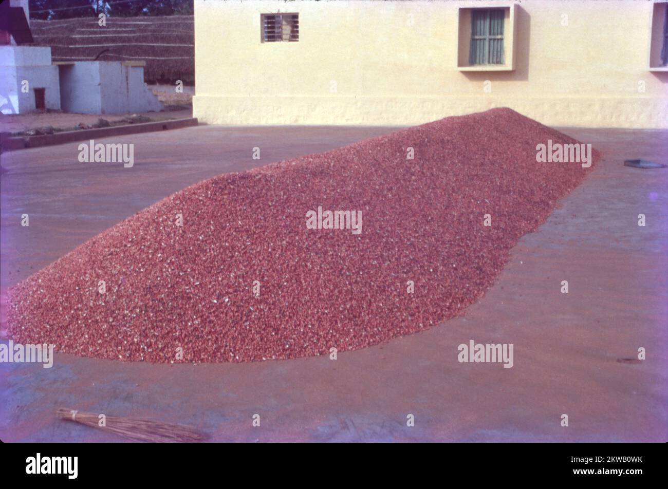 Pile of groundnut kept for drying hi-res stock photography and images ...