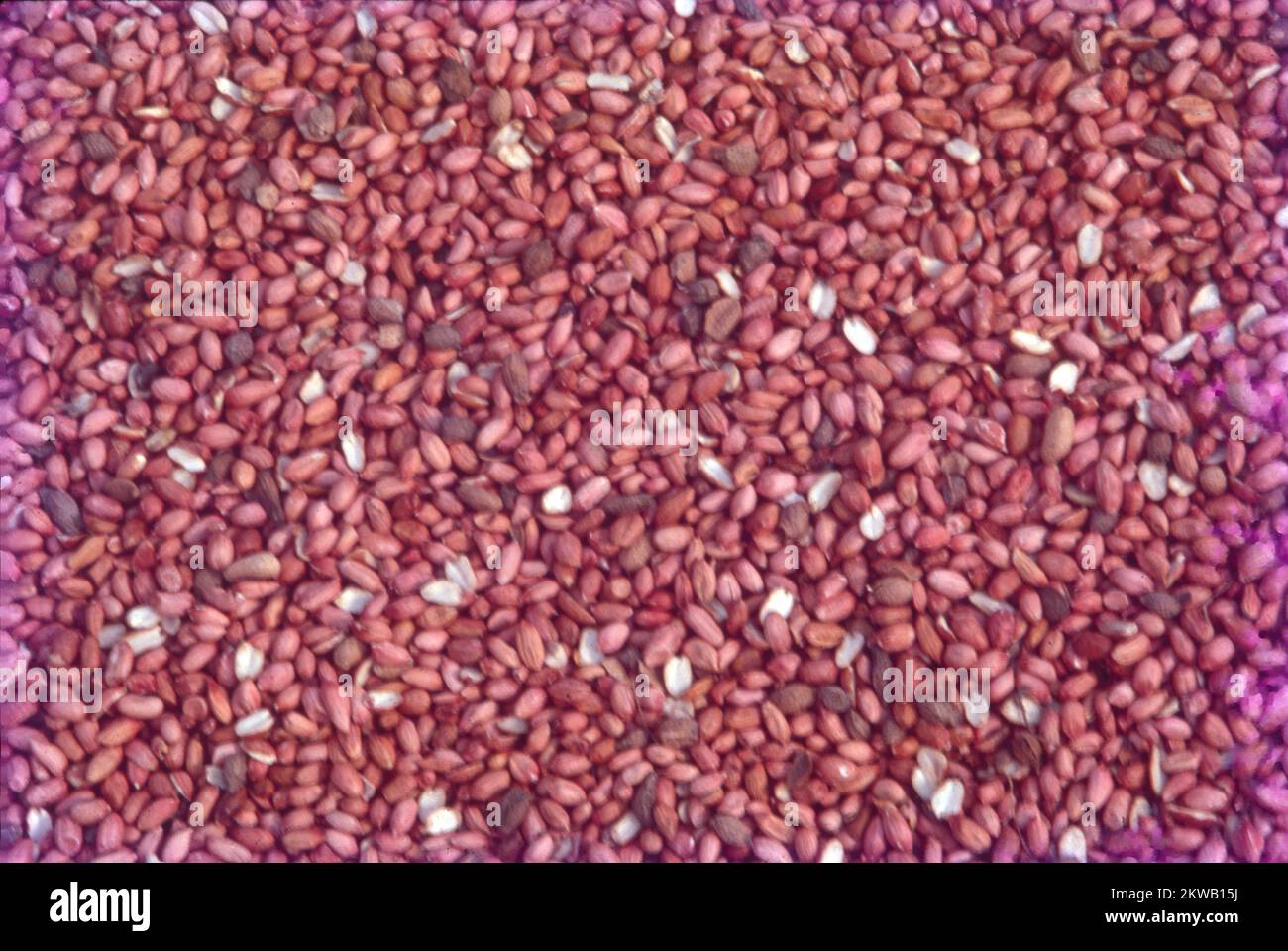 Groundnut plantations hi-res stock photography and images - Alamy