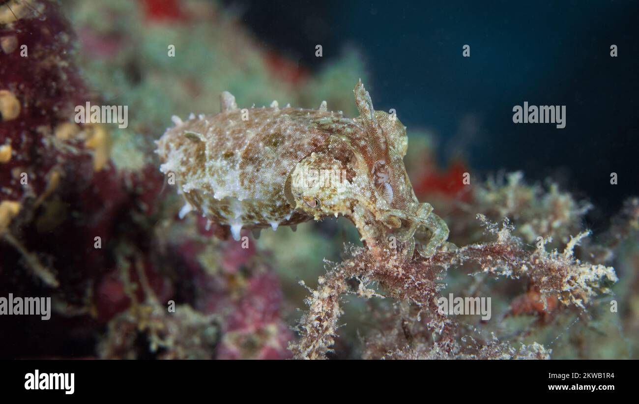 Beautiful cuttlefish changing the texture of its skin to camouflage on ...