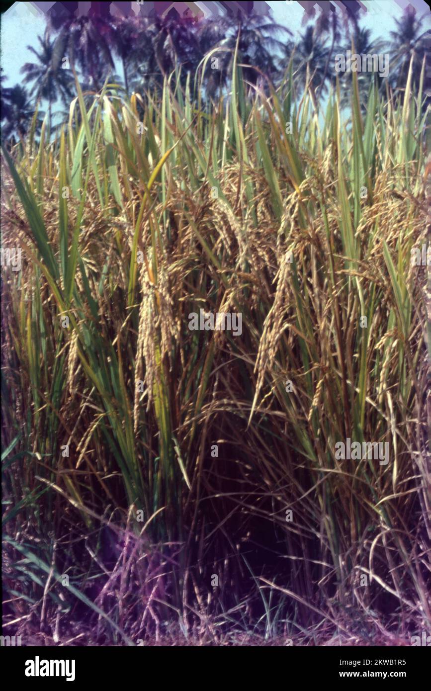 Oryza sativa, commonly known as Asian rice or indica rice, is the plant ...