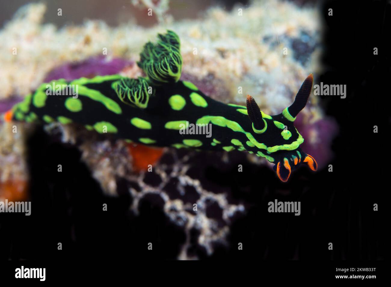 Colorful nudibranch sea slug crawling above coral reef in the Indo Pacific Stock Photo - Alamy