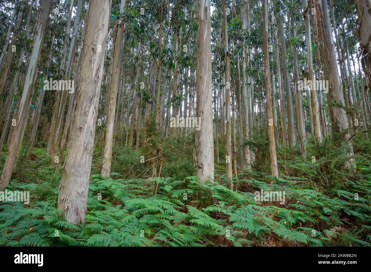 Eucalyptus galicia hi-res stock photography and images - Alamy