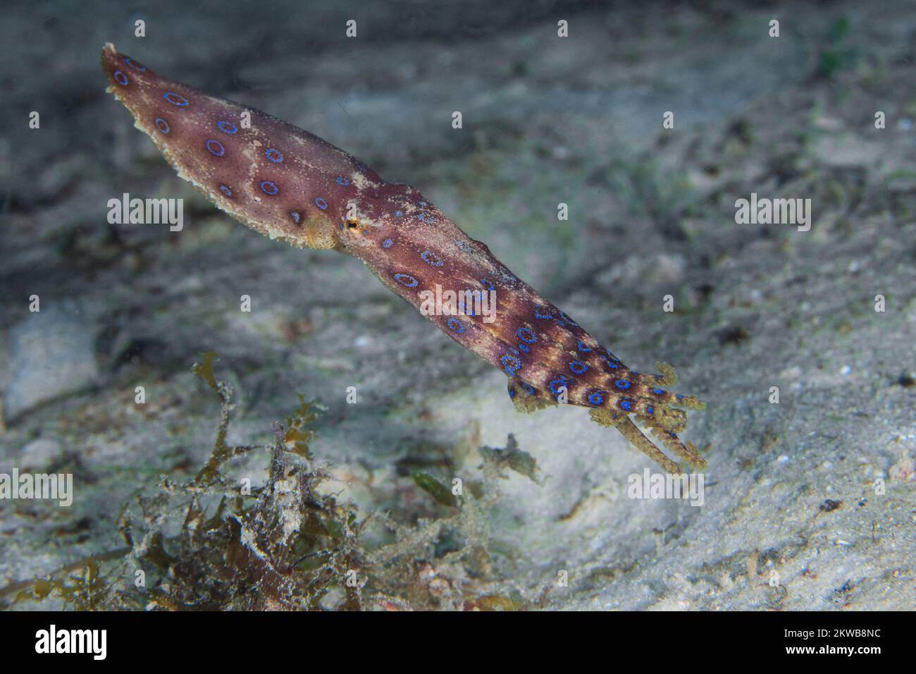 Blue ring Octopus crawling around in the sand Stock Photo - Alamy