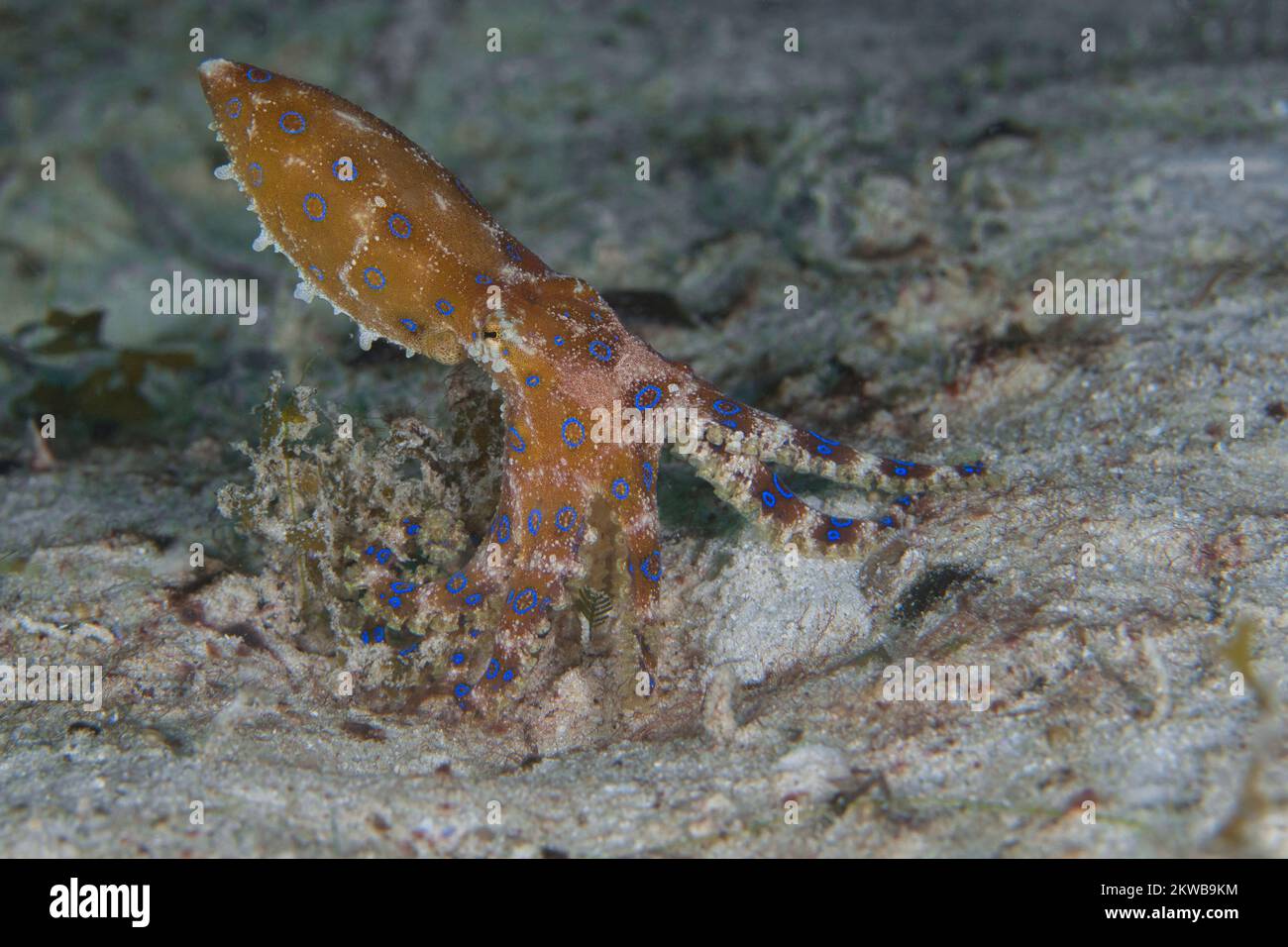 Blue ring Octopus crawling around in the sand Stock Photo - Alamy