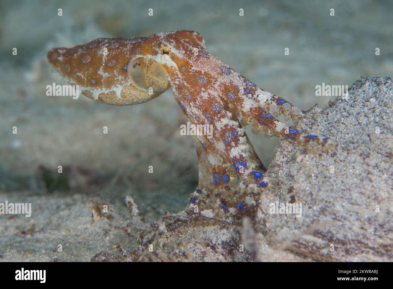 Blue ring Octopus crawling around in the sand Stock Photo - Alamy