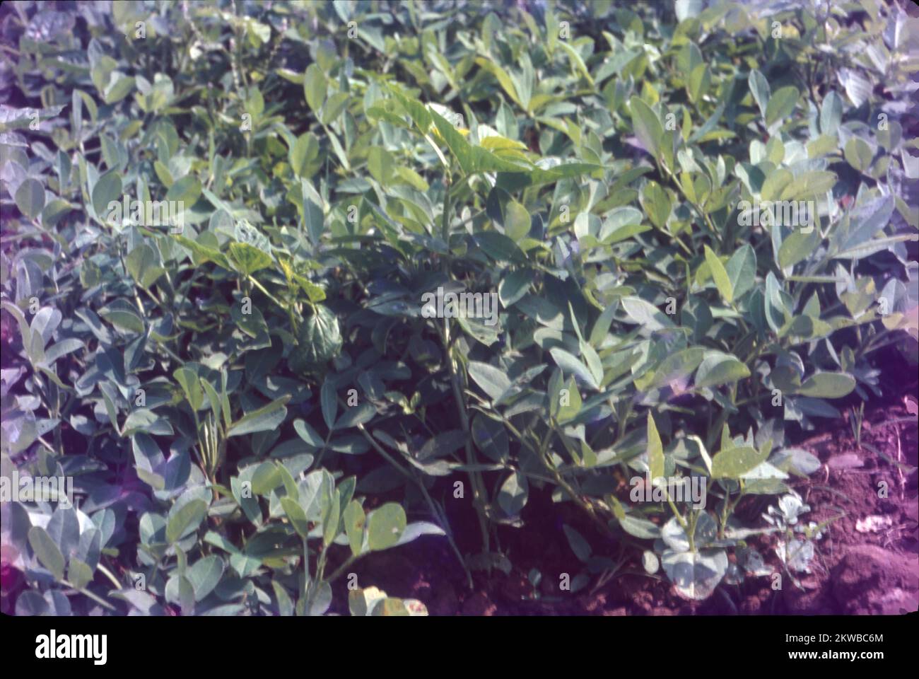 Groundnut plantations hi-res stock photography and images - Alamy