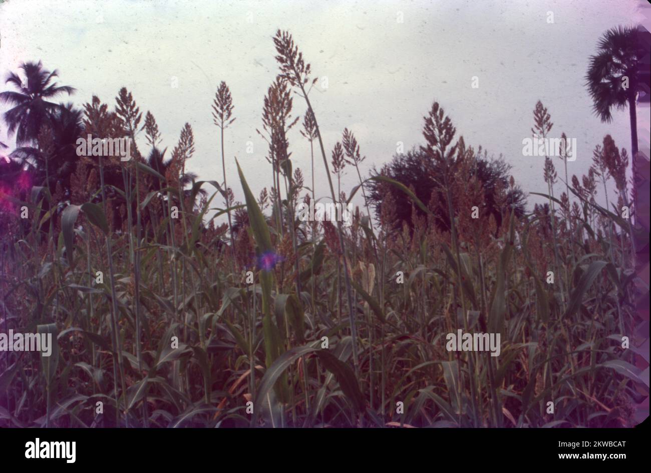 Jowar is commonly called by various names across India- jwaarie, jowar ...