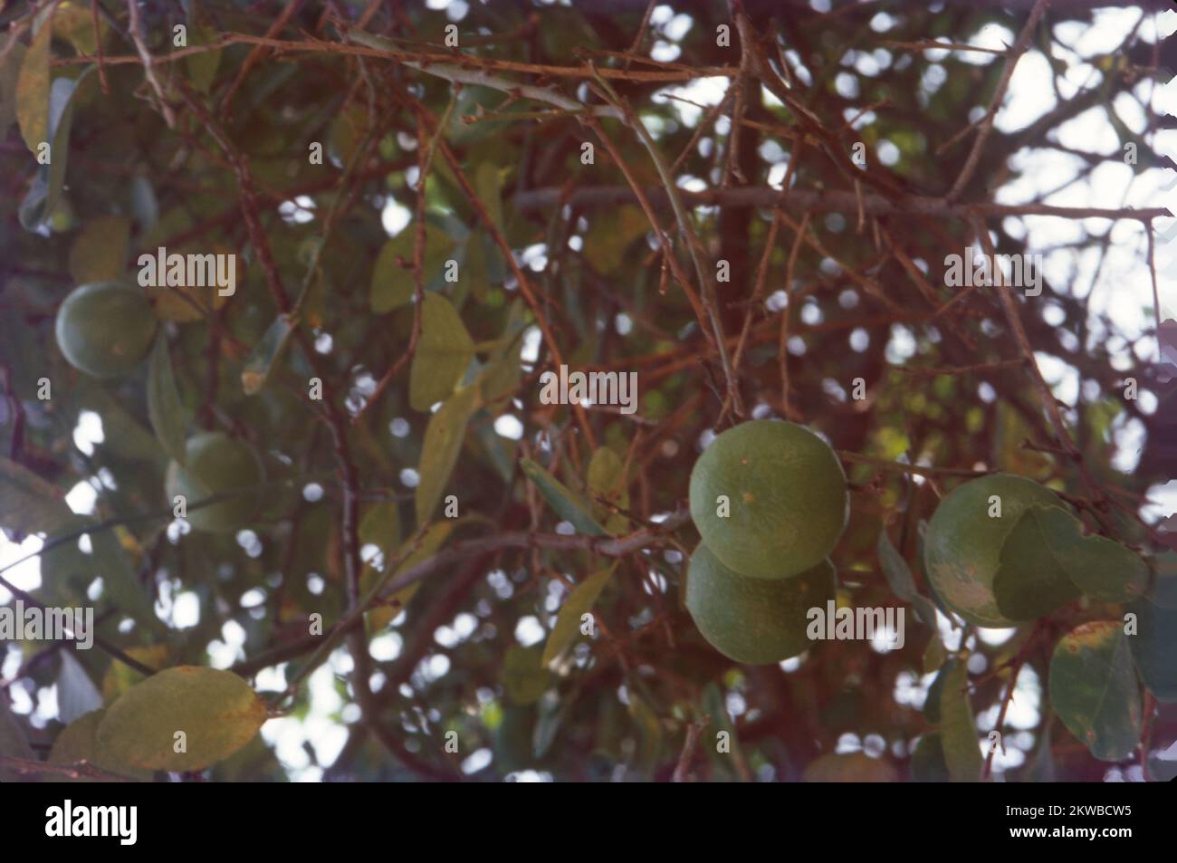 Species of flowering plant in the family rutaceae hi-res stock ...