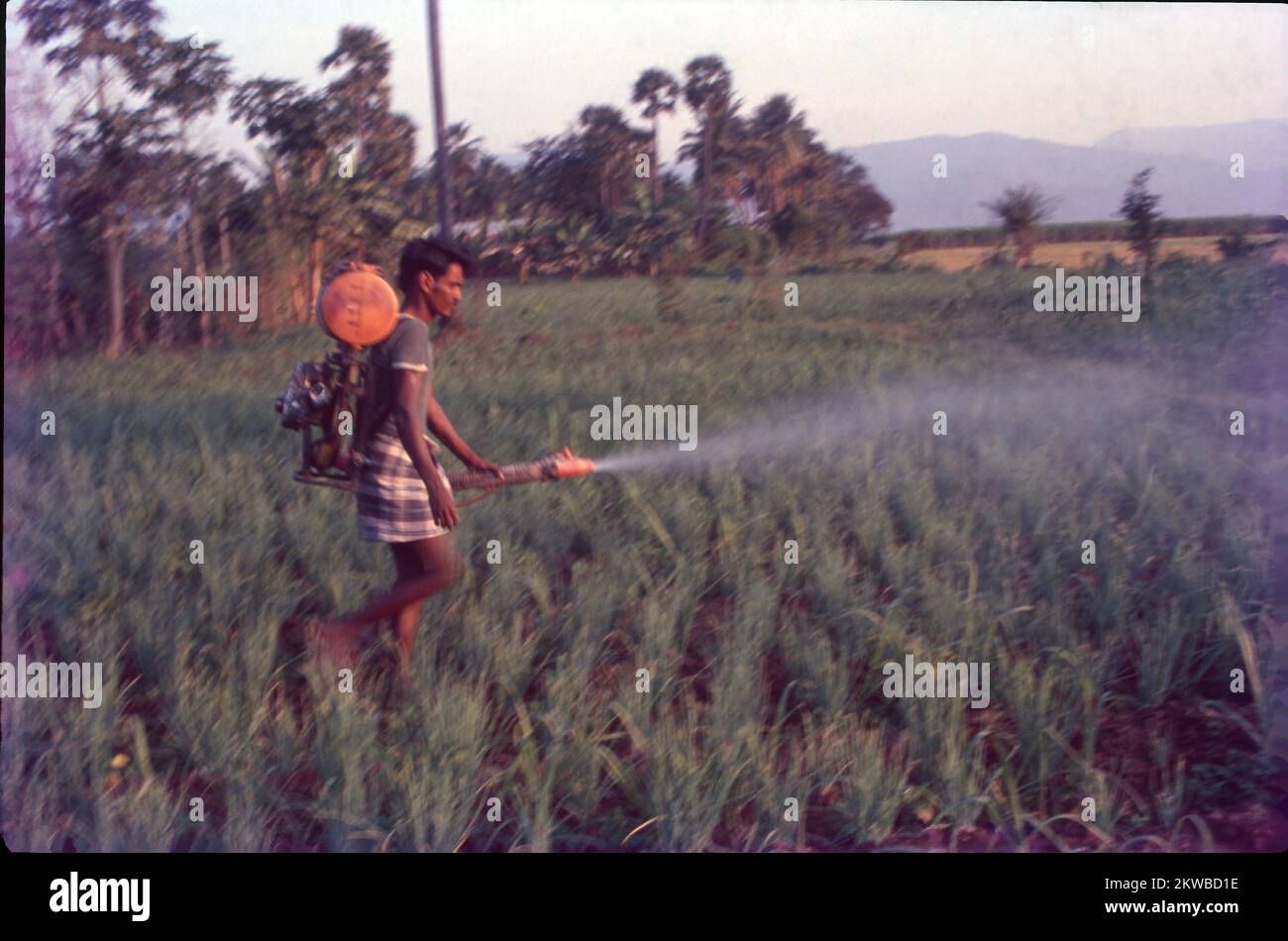 spraying and dusting, in agriculture, the standard methods of applying ...