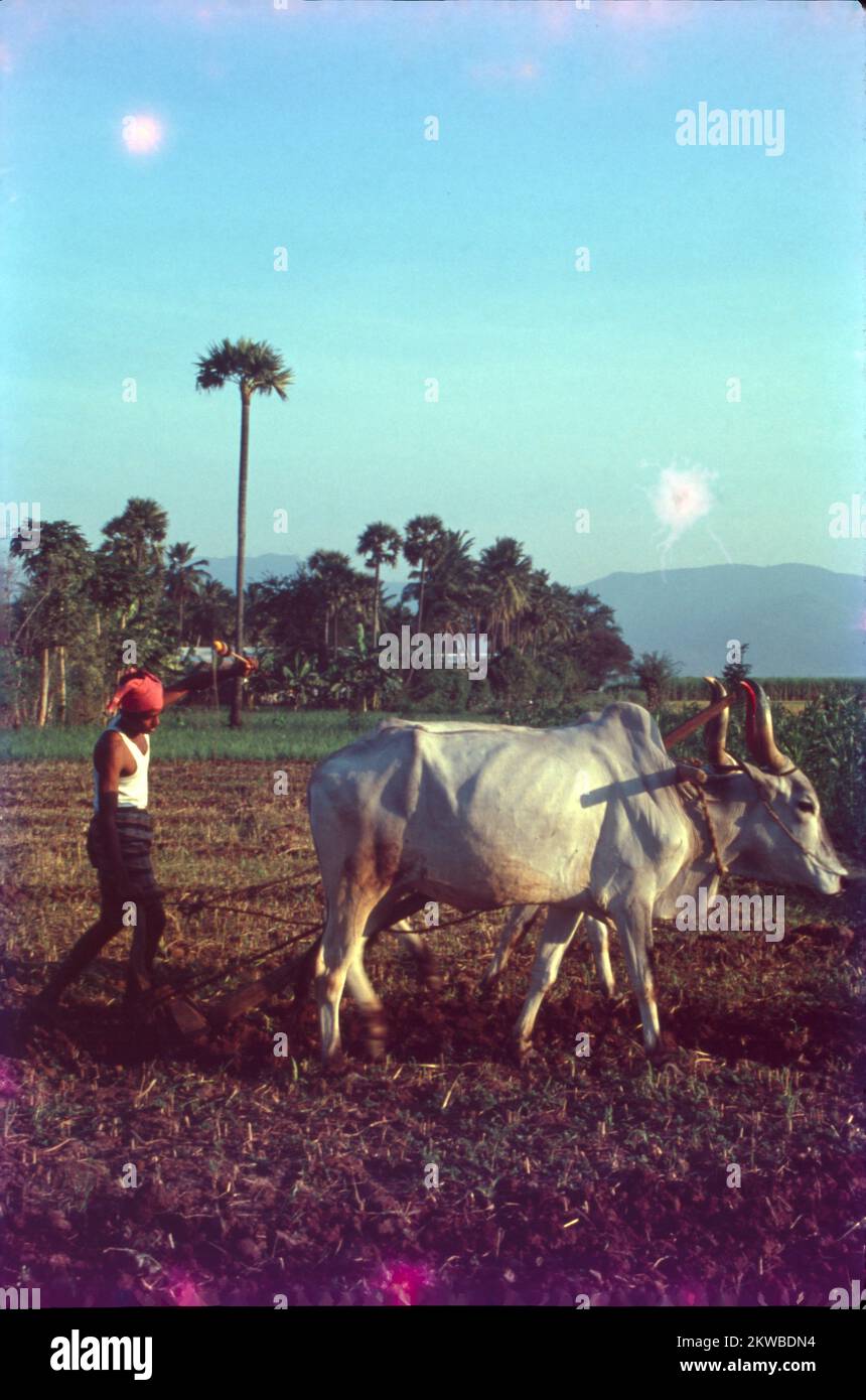 Farmers use bullocks for ploughing hi-res stock photography and images ...
