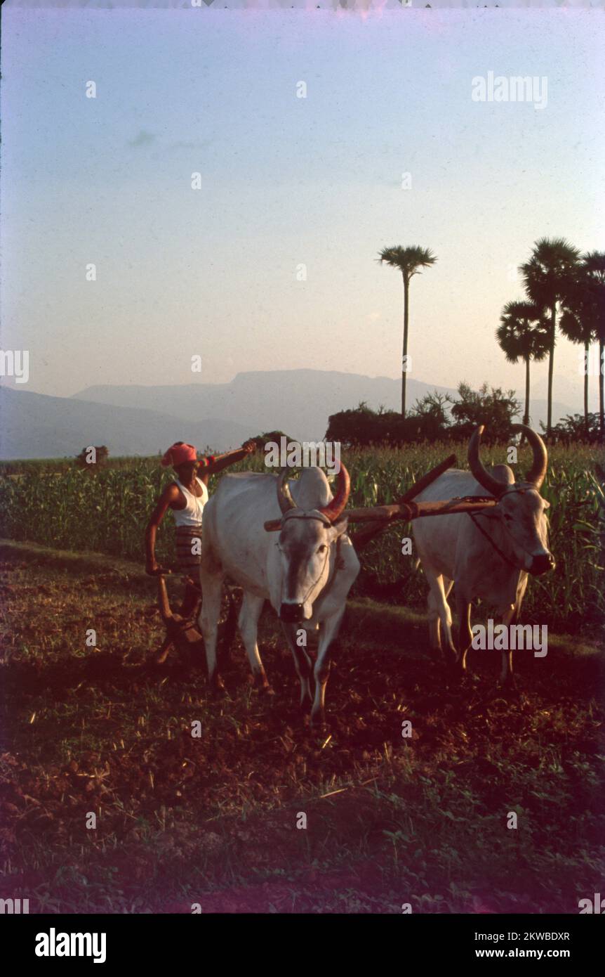 Traditional threshing method hi-res stock photography and images - Alamy