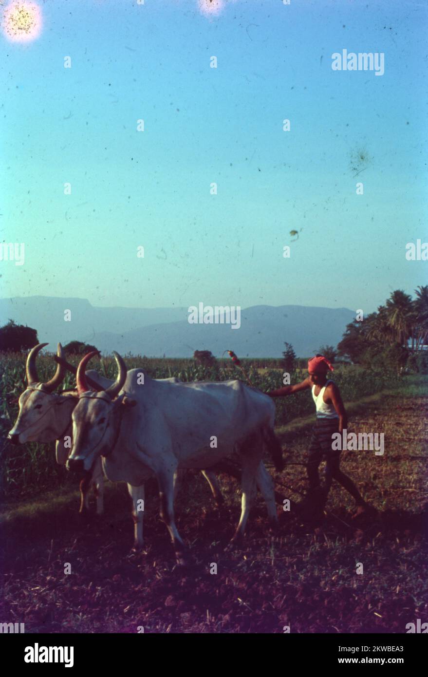 Traditionally farmers use bullock to plough the field using animals ...