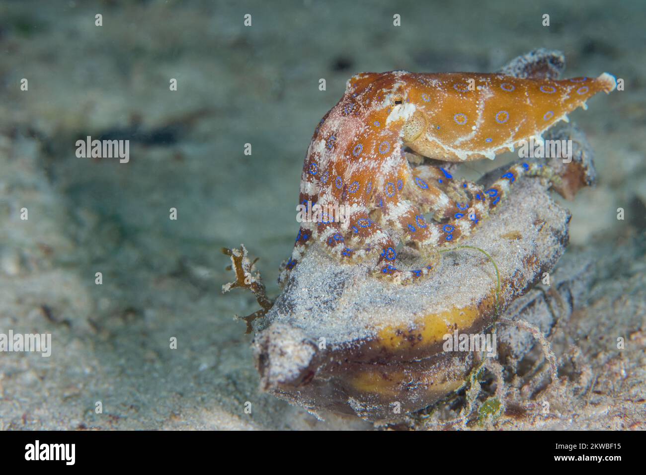 Blue ring Octopus crawling around in the sand Stock Photo - Alamy