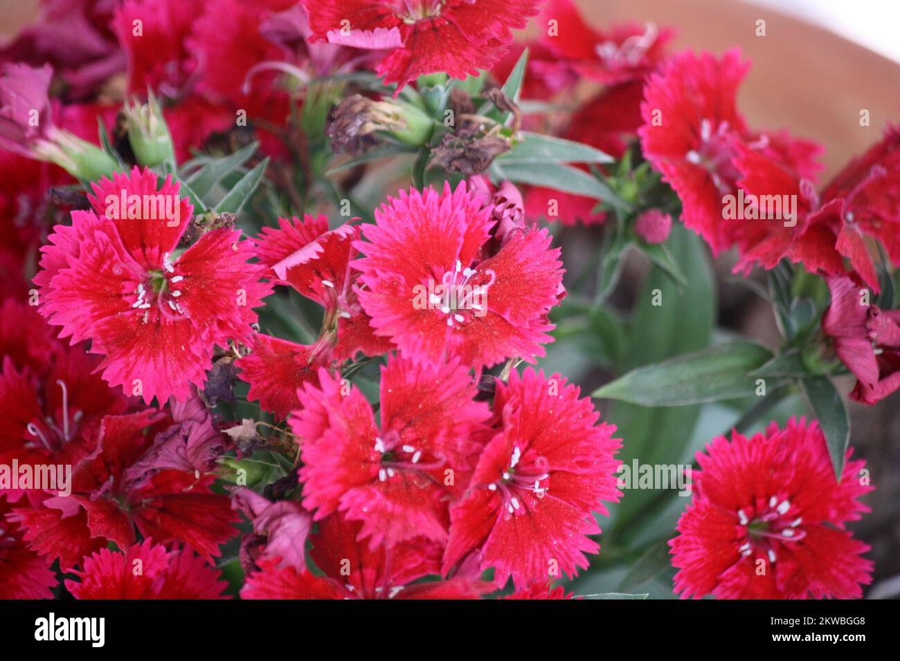 Dianthus myrtinervius (Albanian pink) in full bloom : (pix SShukla ...
