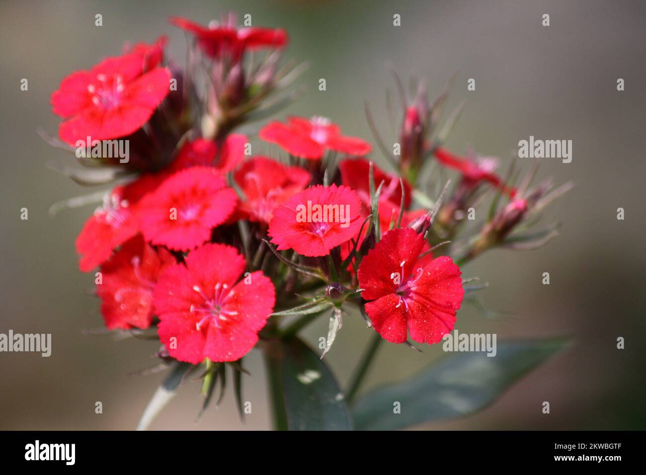 Dianthus myrtinervius (Albanian pink) in full bloom : (pix SShukla ...