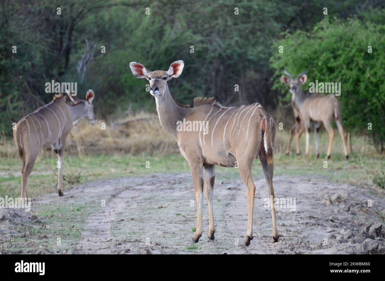Wild herd of Kudu in Namibia savannah Africa Stock Photo - Alamy